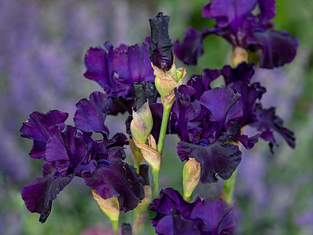 Tall Bearded Iris (Iris 'Midnight Fragrance') in the Irises Database ...