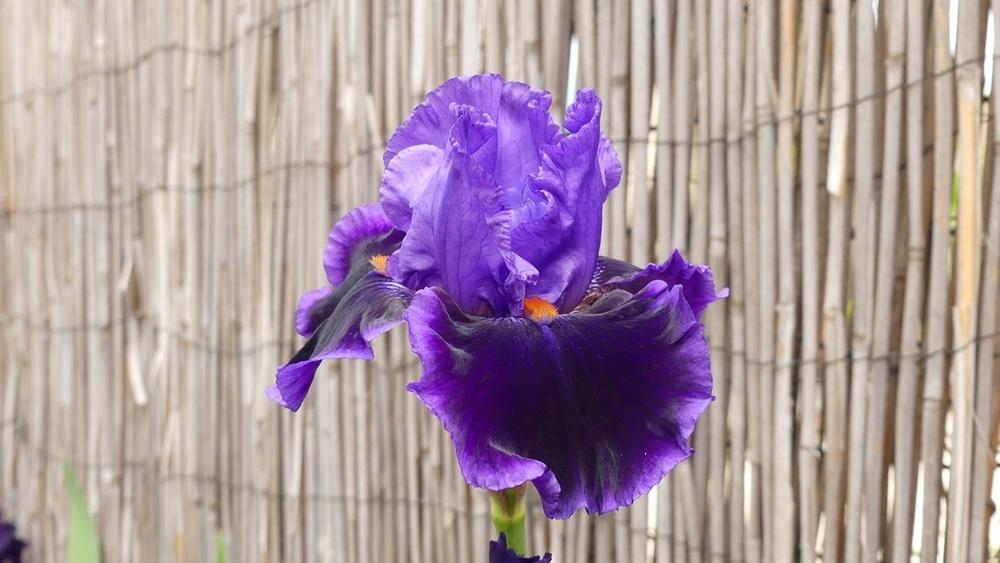 Tall Bearded Iris (Iris 'Instant Magique') in the Irises Database ...