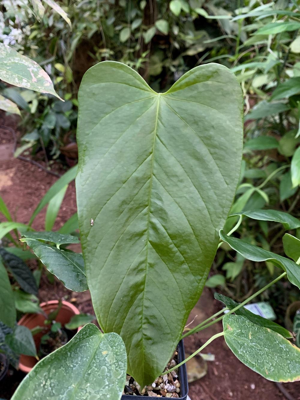 Anthurium balaoanum in the Anthuriums Database - Garden.org