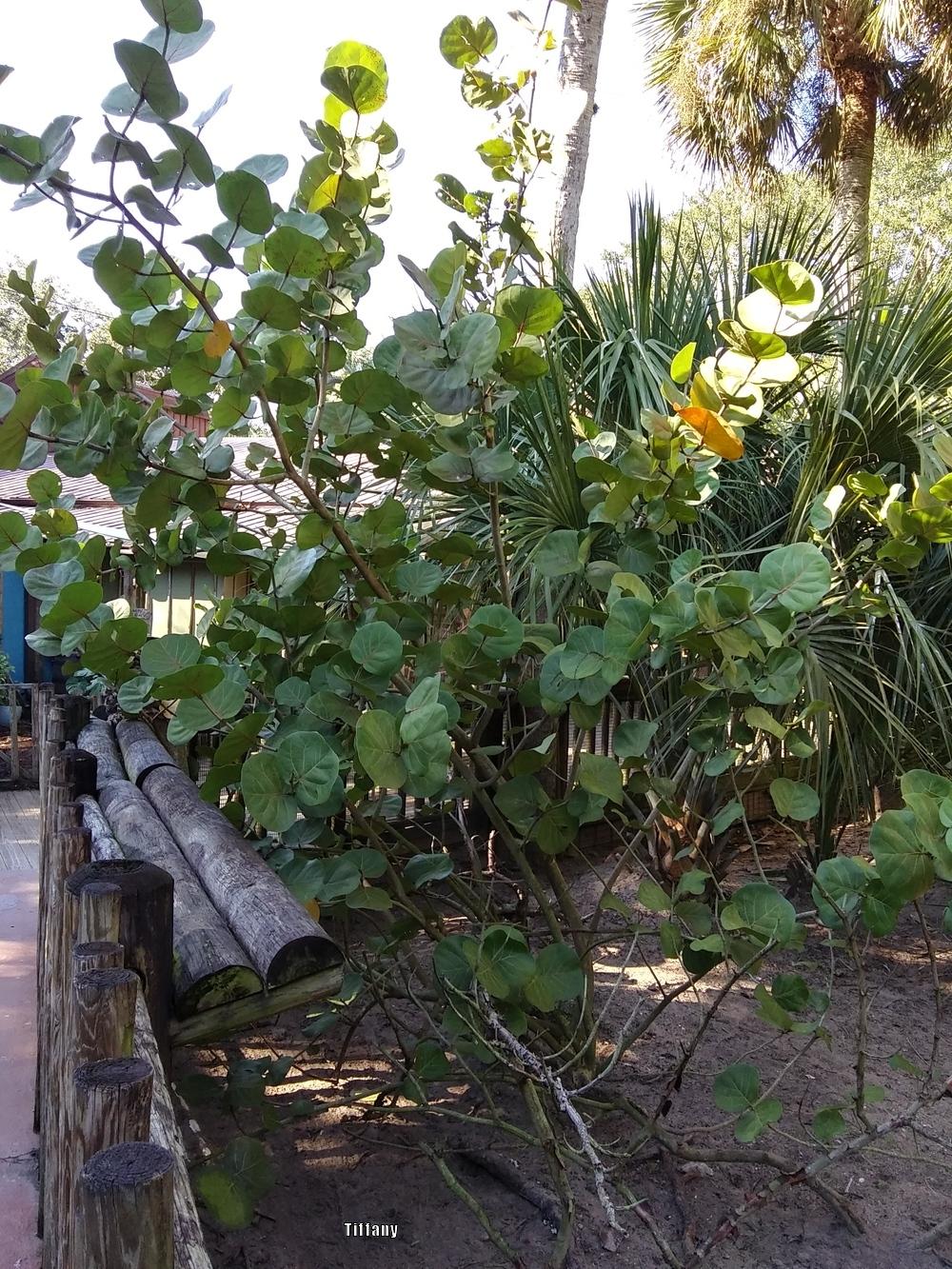 Photo of the entire plant of Seagrape (Coccoloba uvifera) posted by ...