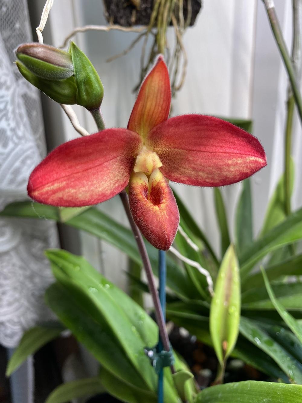 Photo of the bloom of Orchid (Phragmipedium Jason Fischer) posted by ...