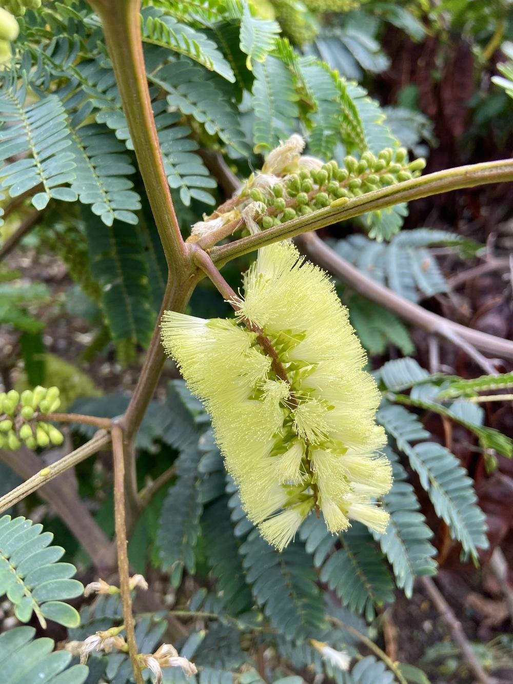 Photo of the bloom of Plume Albizia (Paraserianthes lophantha) posted ...