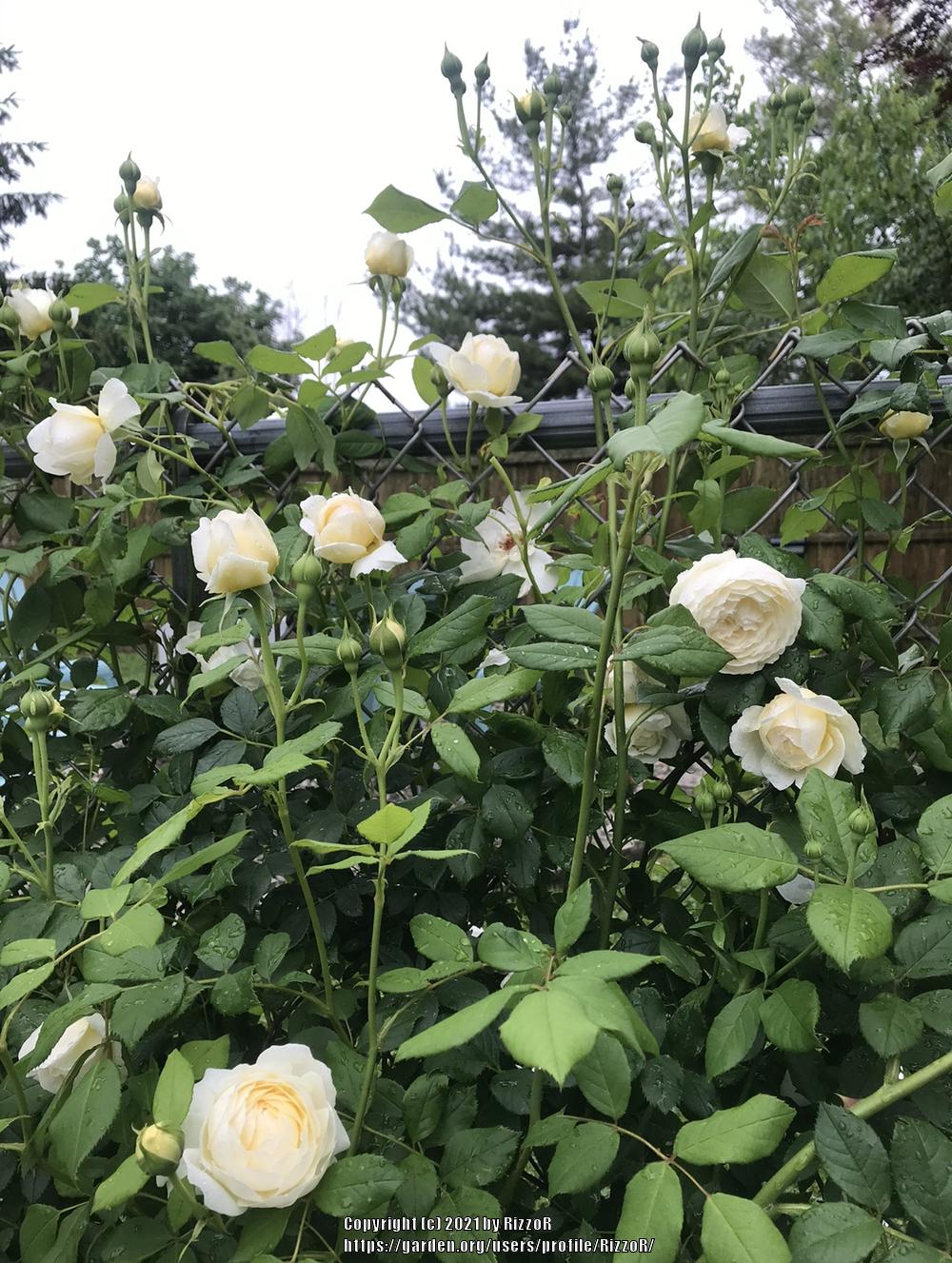 Photo of the documentation of English Shrub Rose (Rosa 'Claire Austin ...