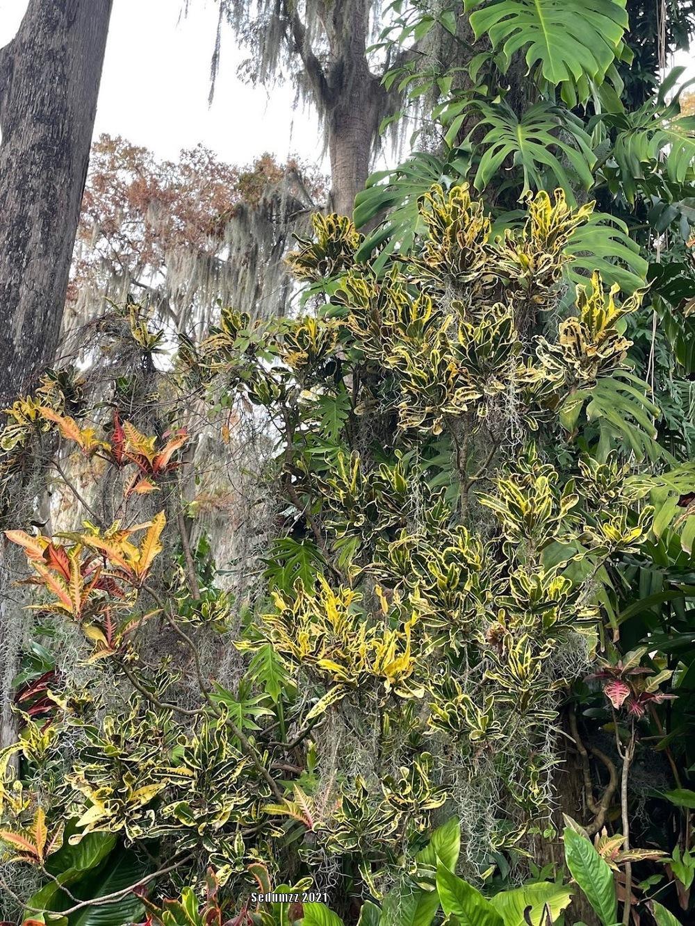 Croton (Codiaeum variegatum 'Yellow Excurrens') in the Crotons Database ...