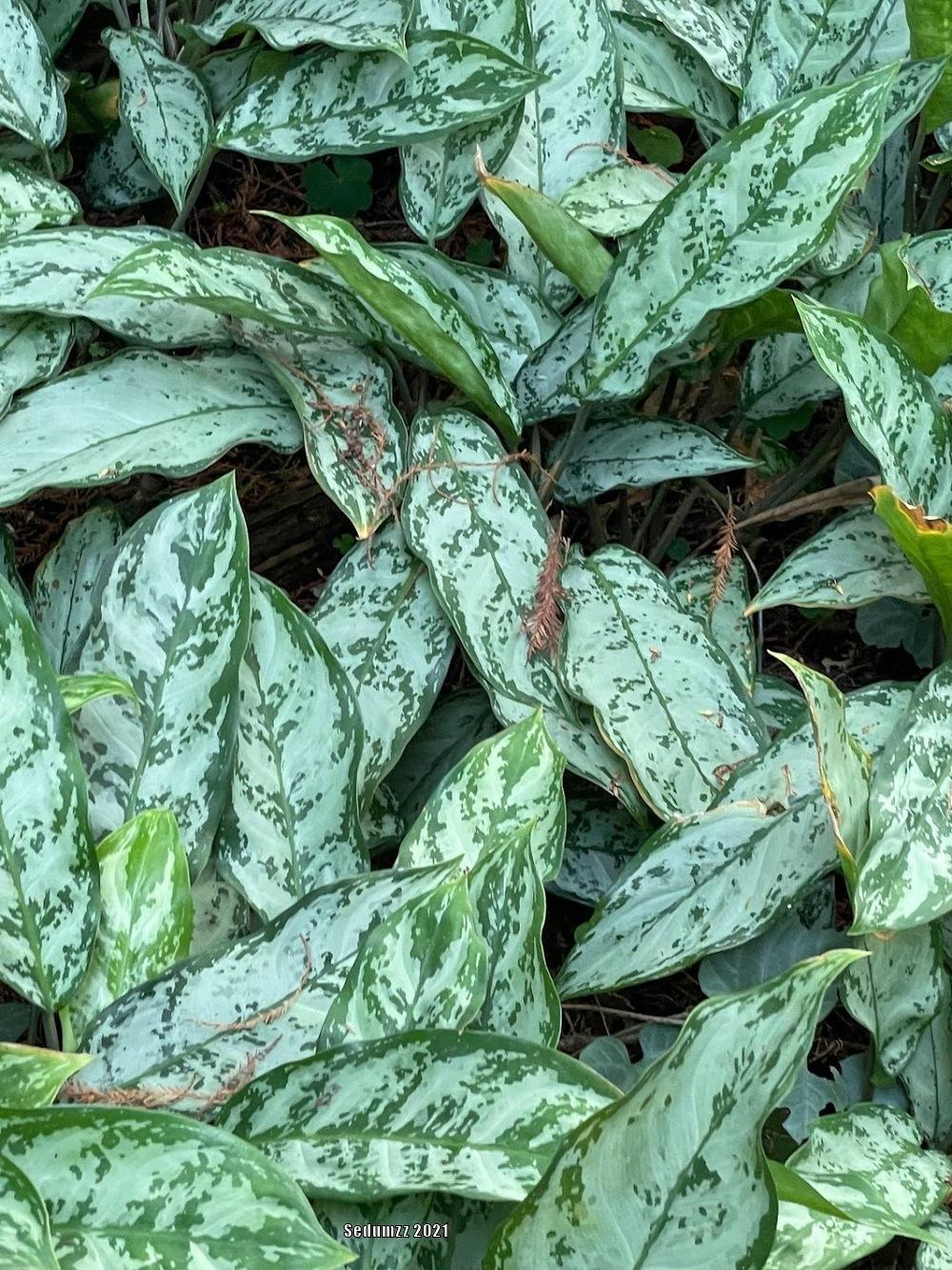 Photo of the entire plant of Aglaonemas (Aglaonema) posted by sedumzz ...