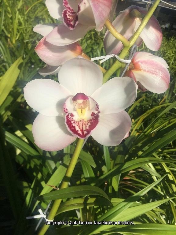 Orchid (Cymbidium Jessica Dubroff 'Geyserland') - Garden.org