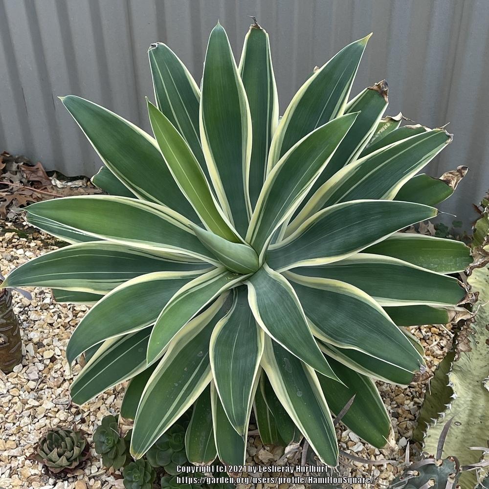 Foxtail Agave (Agave attenuata Ray of Light) in the Agaves Database ...