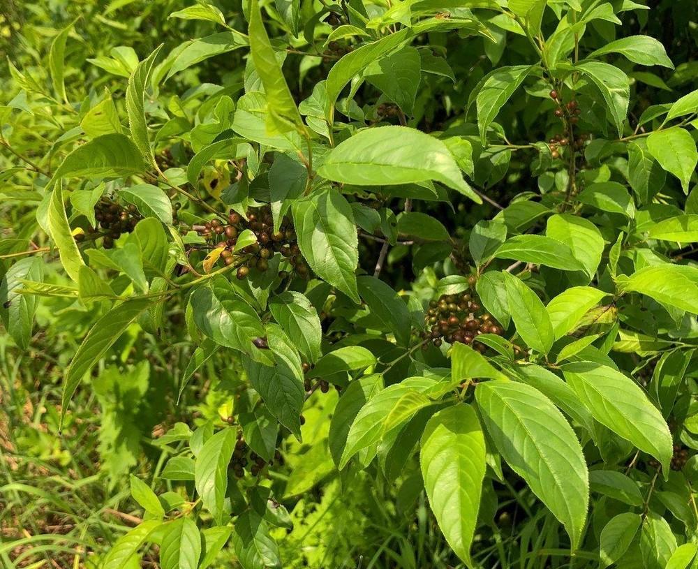 Photo of the fruit of Lance-leaf Buckthorn (Rhamnus lanceolata) posted ...