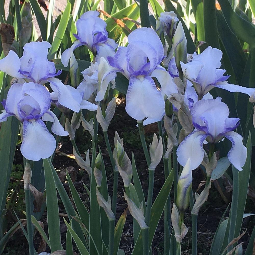 Photo of the entire plant of Tall Bearded Iris (Iris 'Ma Mie') posted ...