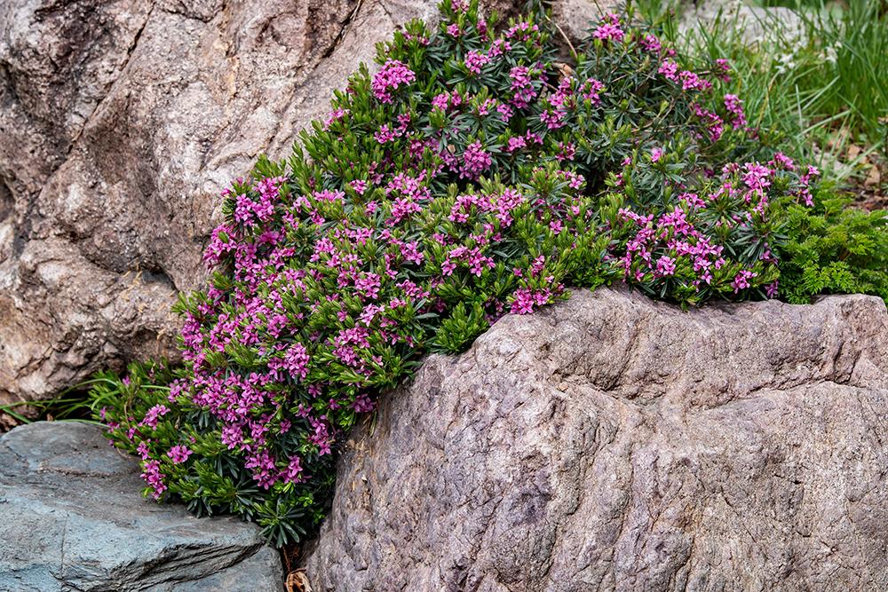 Photo of the entire plant of Daphne (Daphne arbuscula) posted by ...