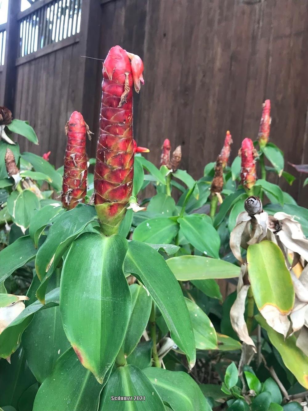 Photo of the entire plant of Spiral Ginger (Costus scaber) posted by ...