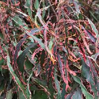 Copper Plant (Acalypha wilkesiana 'Firestorm') - Garden.org