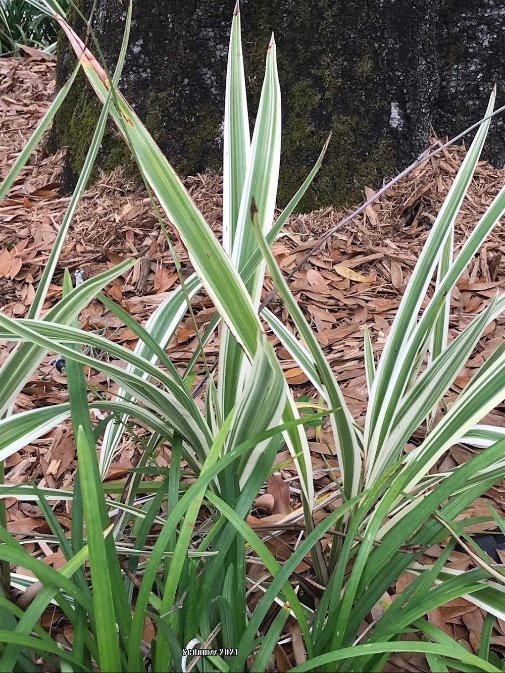 Photo of the entire plant of Variegated Flax Lily (Dianella tasmanica ...
