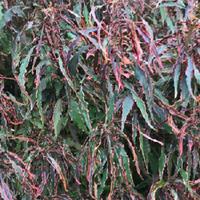 Copper Plant (Acalypha wilkesiana 'Firestorm') - Garden.org