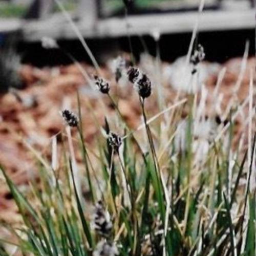 Black alpine sedge (Carex nigricans) in the Sedges Database - Garden.org