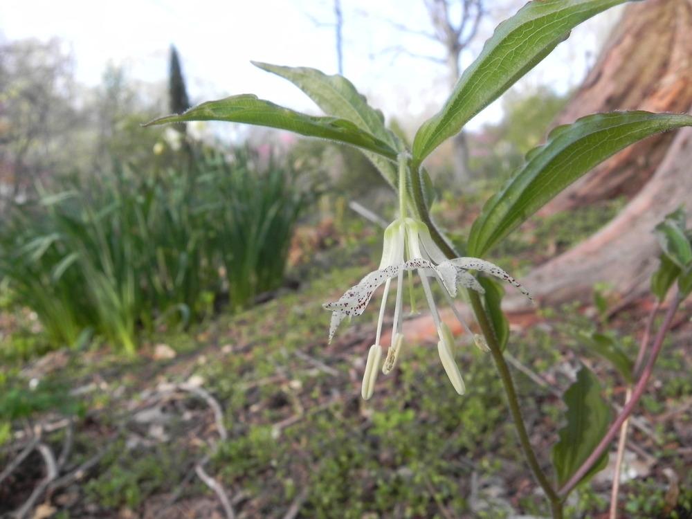 Clasping Twisted Stalk (Streptopus amplexifolius) - Garden.org