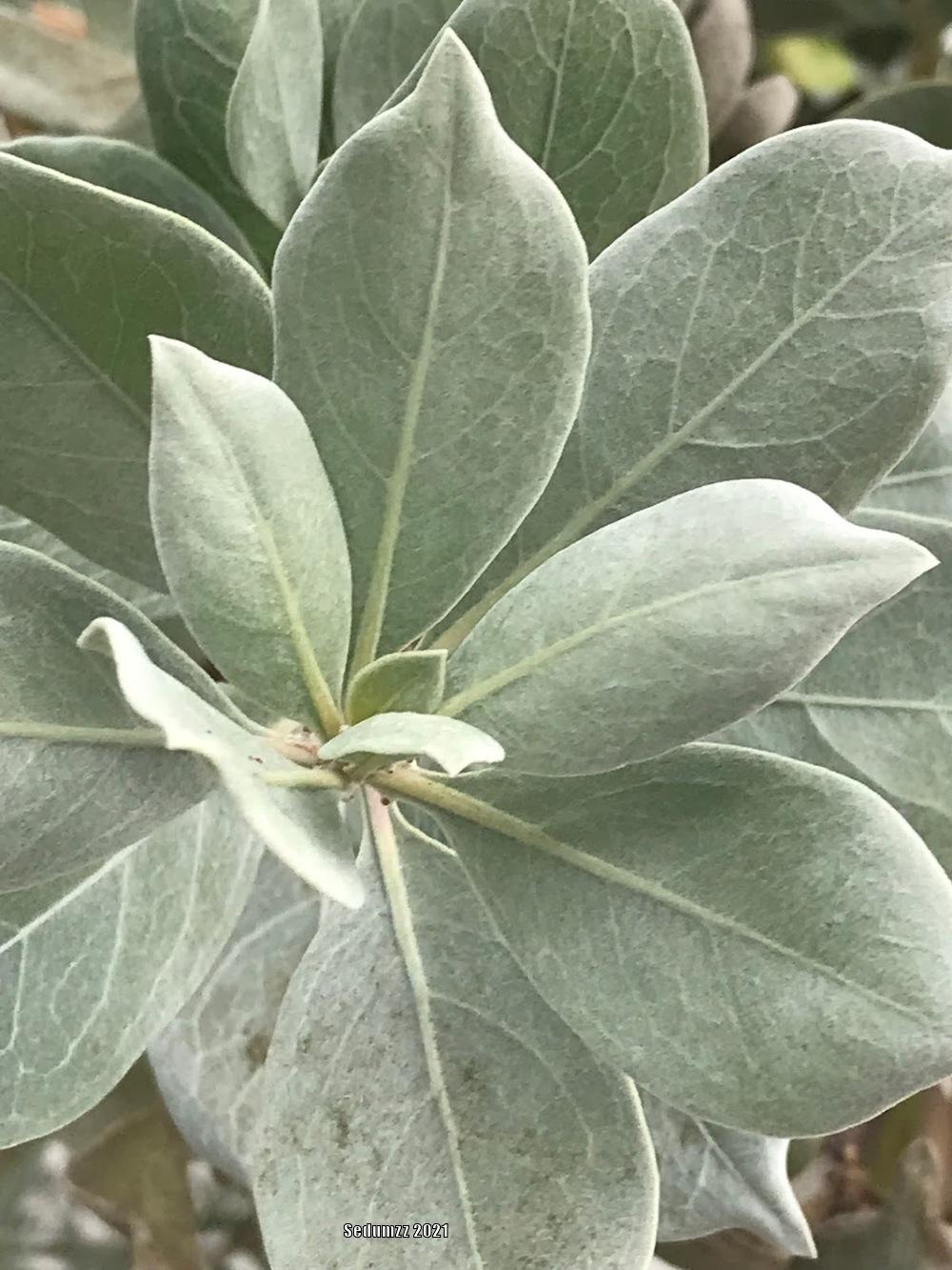 Photo of the leaves of Silver Buttonwood (Conocarpus erectus var ...