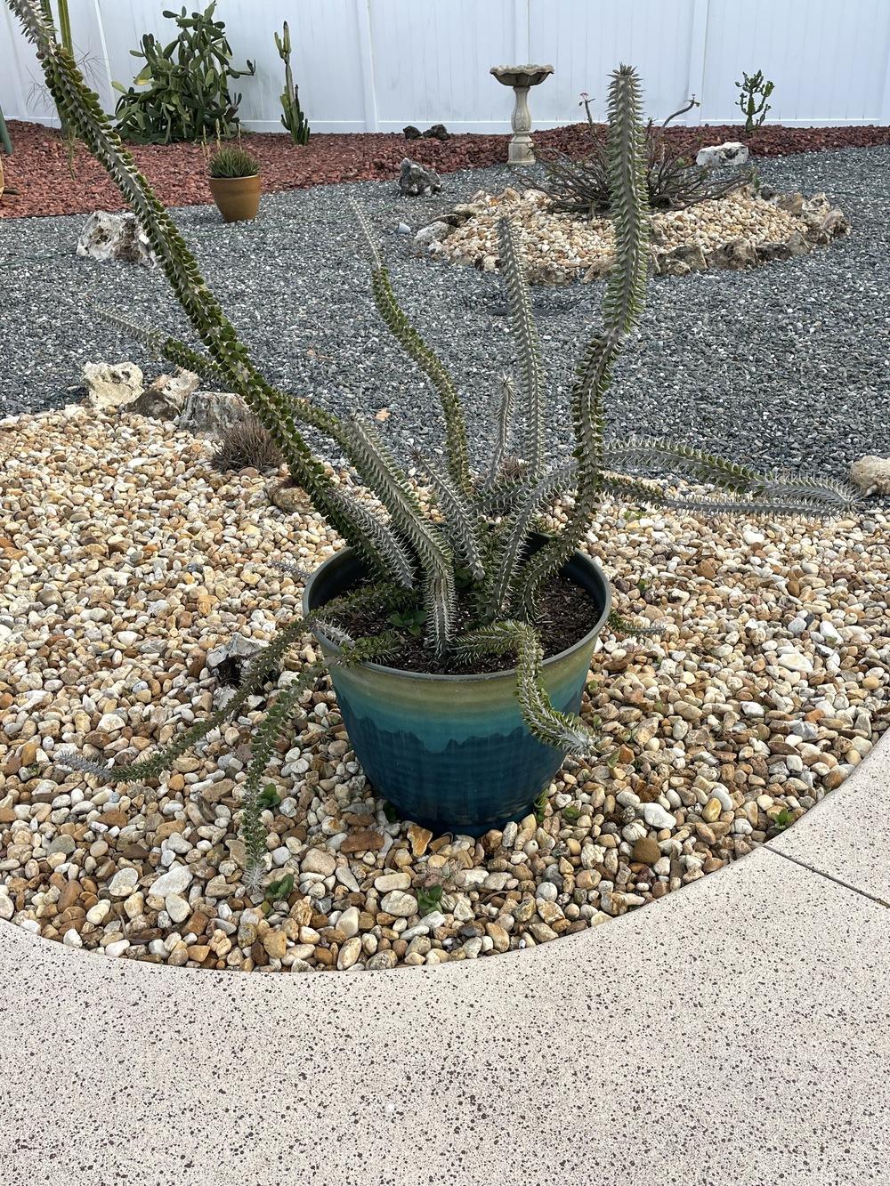 False Ocotillo in the Ask a Question forum - Garden.org