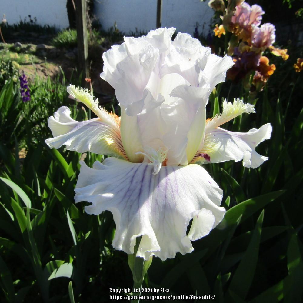 Photo of the bloom of Tall Bearded Iris (Iris 'Spring Starter') posted ...