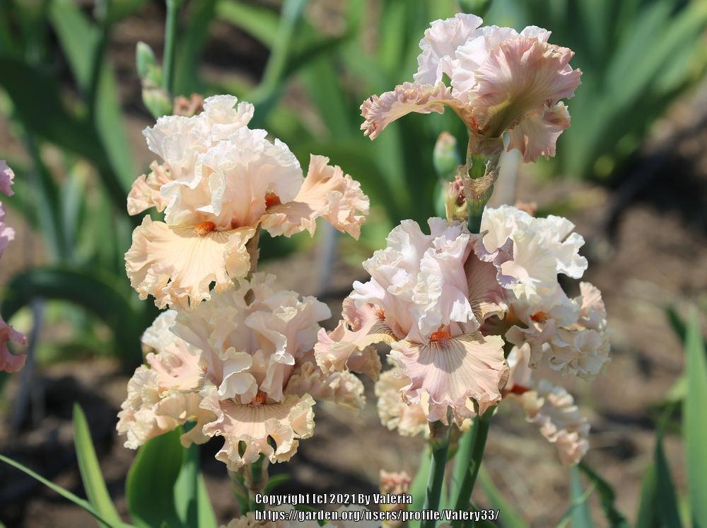 Photo of the bloom of Tall Bearded Iris (Iris 'Wind Beneath My Wings ...