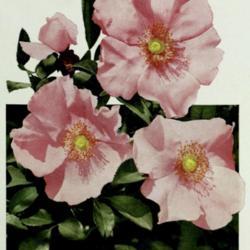 Rose (Rosa 'Anemone') in the Roses Database - Garden.org