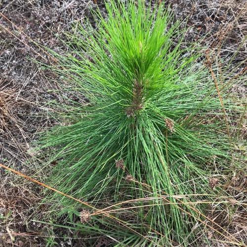 South Florida Slash Pine (Pinus elliottii var. densa) - Garden.org