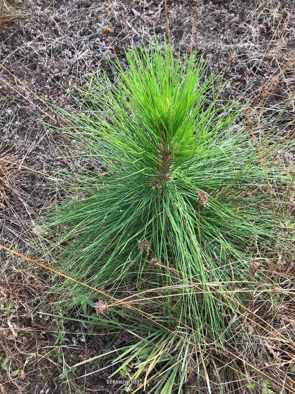 Photo of the entire plant of South Florida Slash Pine (Pinus elliottii ...