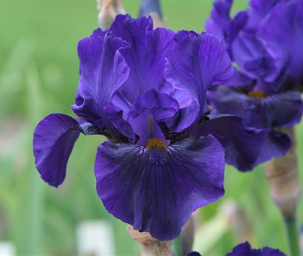 Miniature Tall Bearded Iris (Iris 'Baby's Got the Blues') in the Irises ...