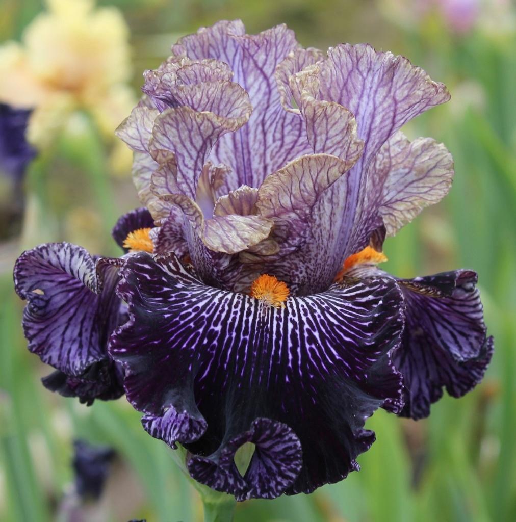 Photo of the bloom of Tall Bearded Iris (Iris 'All in Vein') posted by ...