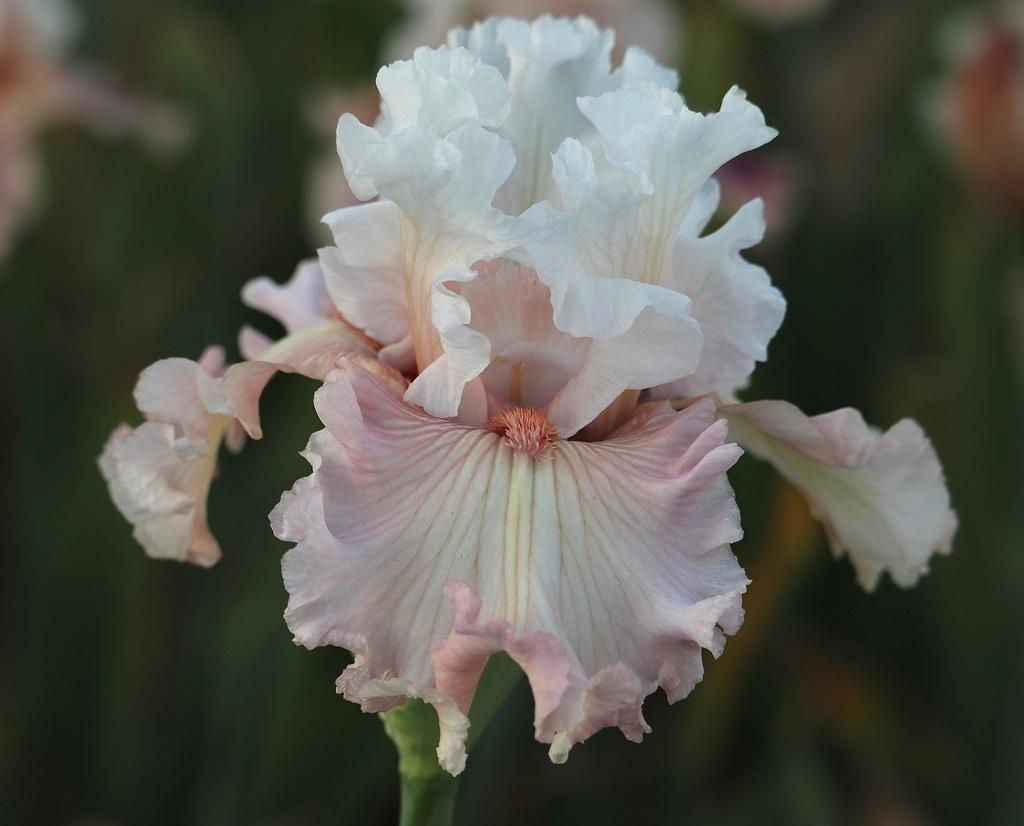 Tall Bearded Iris (Iris 'Blushing Love') in the Irises Database - Garden.org
