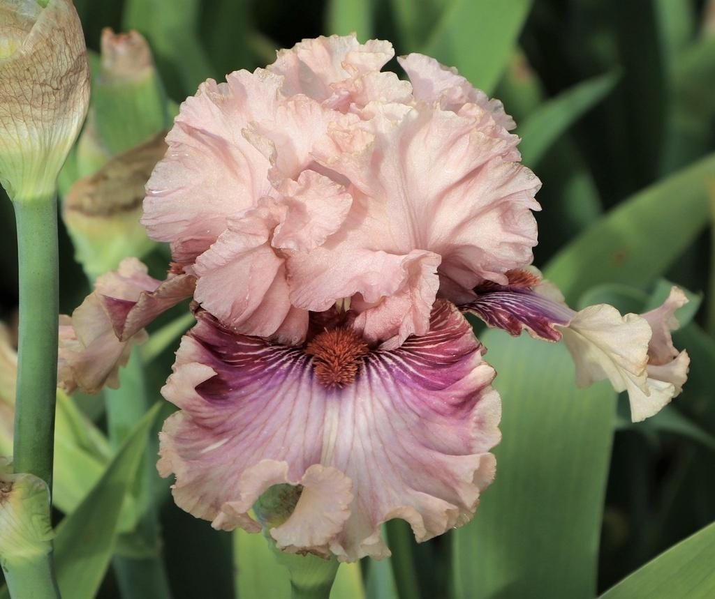 Border Bearded Iris (Iris 'Boundless Berry') in the Irises Database ...