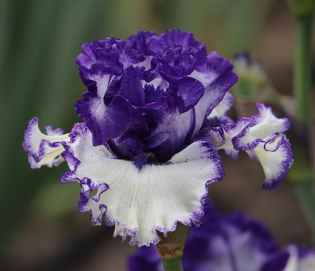 Tall Bearded Iris (Iris 'Dot Dash Dot') in the Irises Database - Garden.org