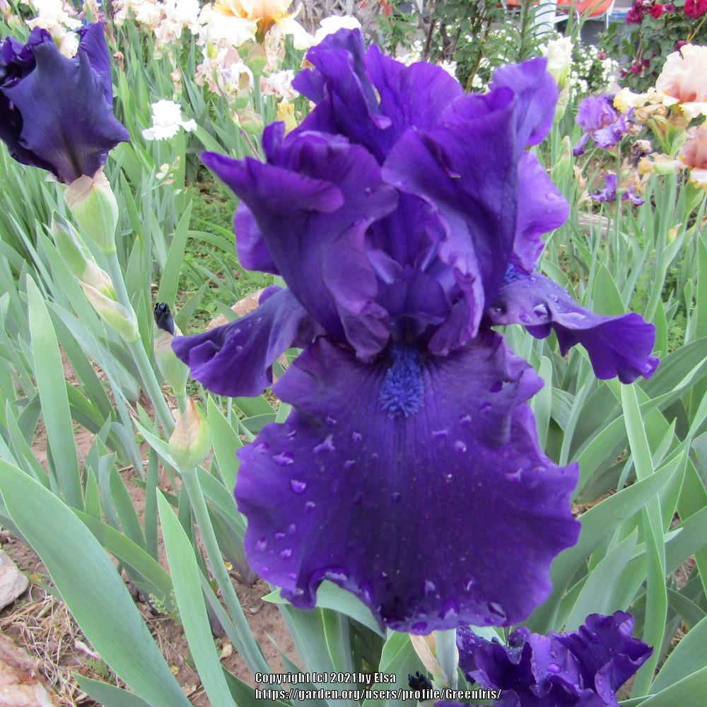 Photo of the bloom of Tall Bearded Iris (Iris 'Holy Night') posted by ...