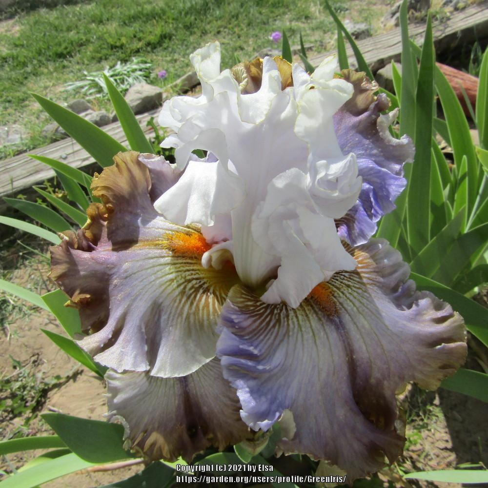 Photo of the bloom of Tall Bearded Iris (Iris 'Doctor Strange') posted ...