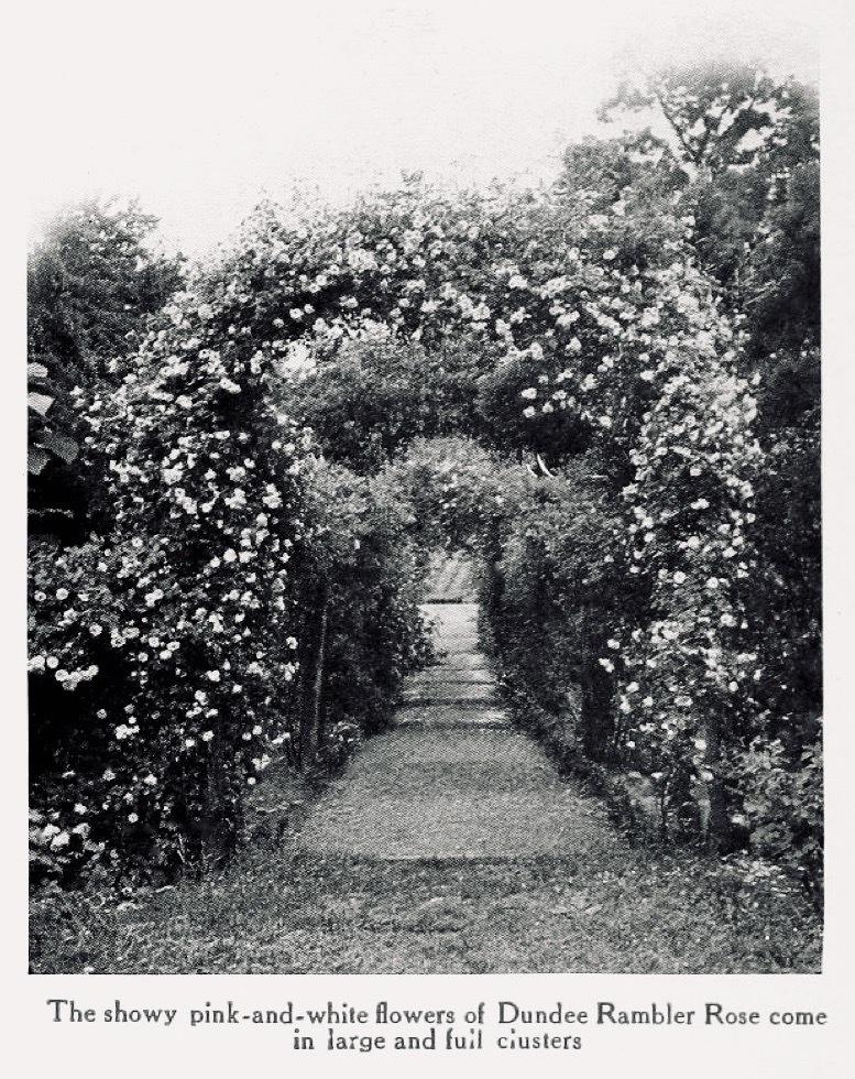 Rose (Rosa 'Dundee Rambler') in the Roses Database - Garden.org