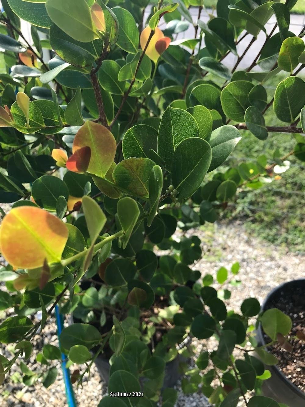 Photo of the entire plant of Coco Plum (Chrysobalanus icaco) posted by ...