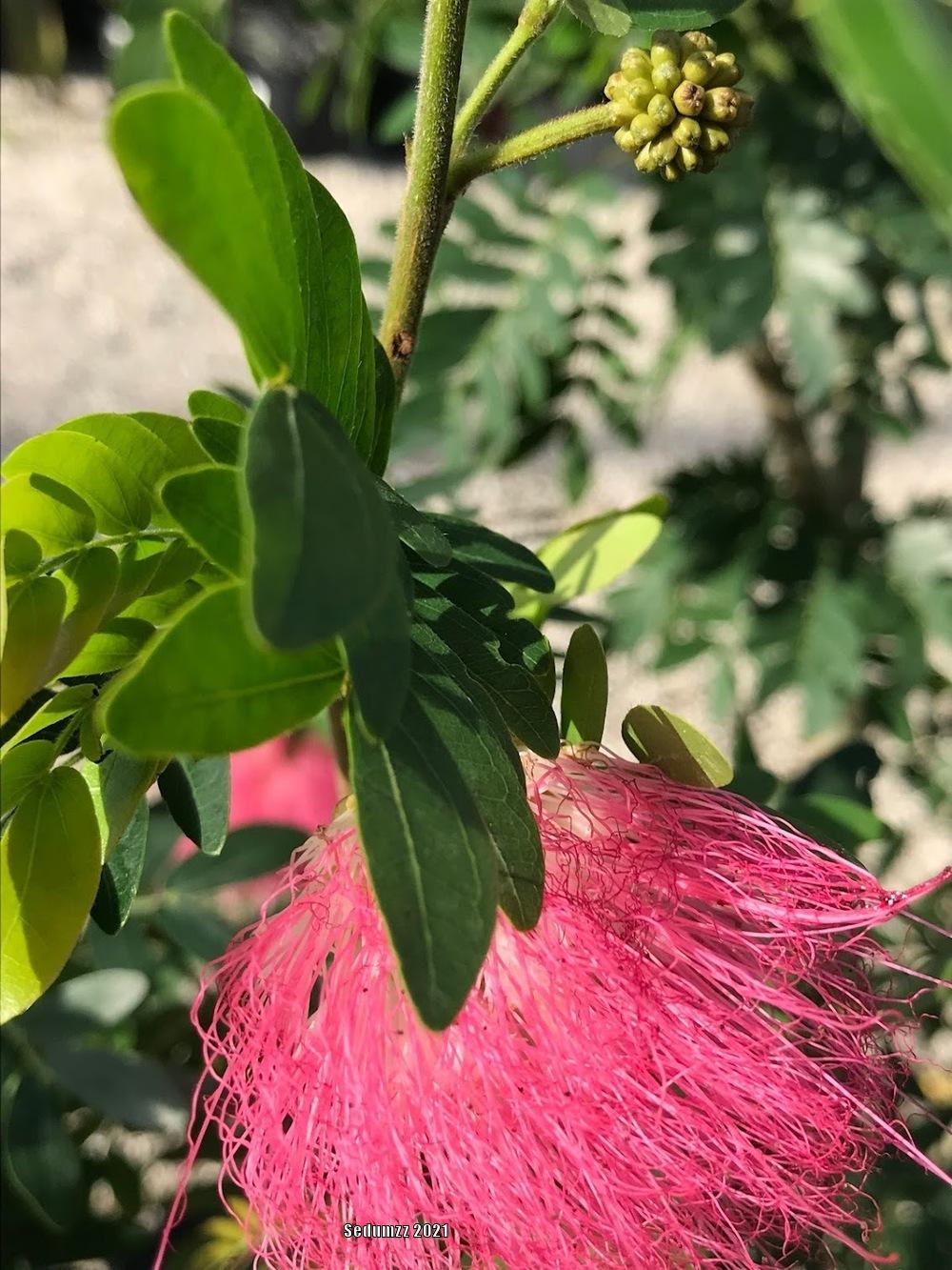 Photo of the leaves of Red Powder Puff (Calliandra haematocephala ...