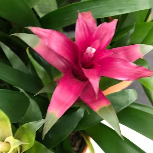 Tufted Airplant (Guzmania 'Switch') - Garden.org