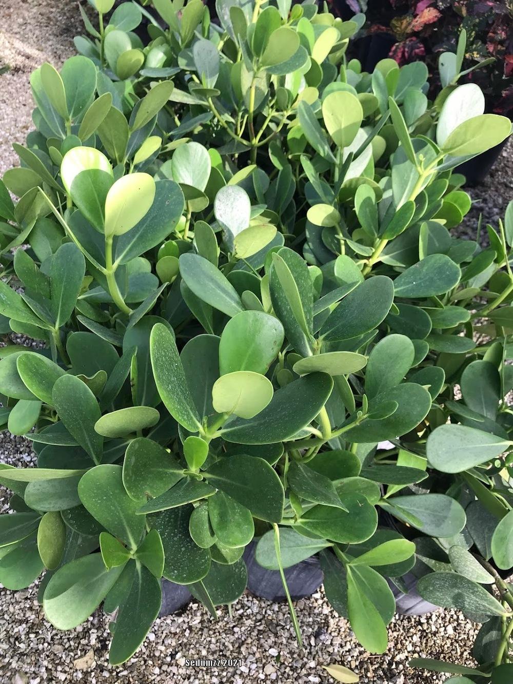 Photo of the entire plant of Autograph Tree (Clusia rosea) posted by ...