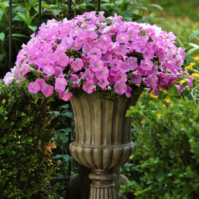 Milliflora Spreading/Trailing Petunia (Petunia Shock Wave® Pink Shades ...