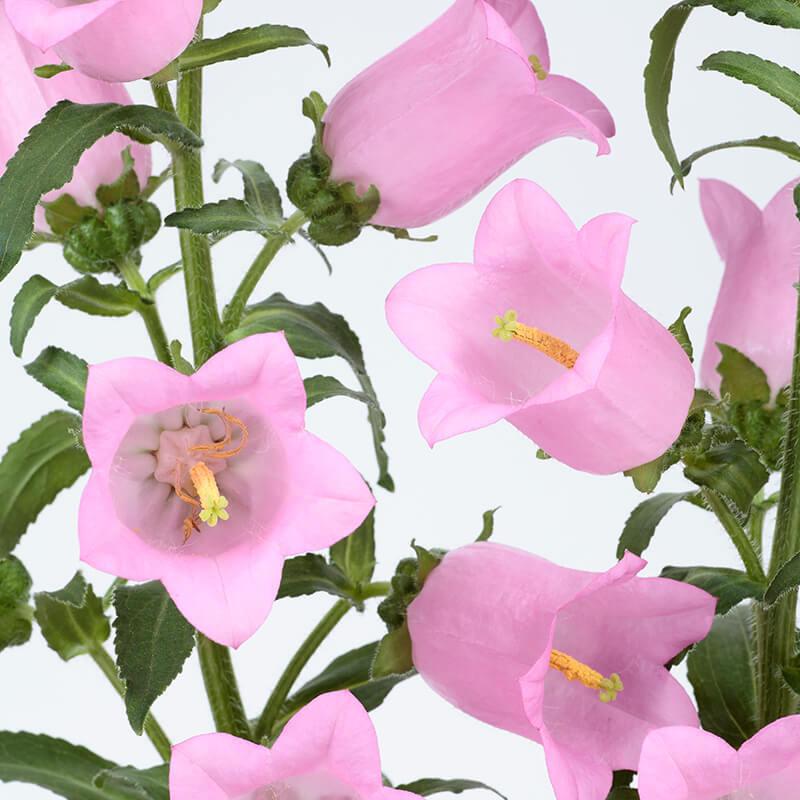 Photo of the bloom of Bellflower (Campanula 'Champion Pro Pink') posted ...