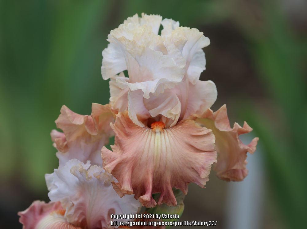 Photo of the bloom of Tall Bearded Iris (Iris 'Bashful Love') posted by ...