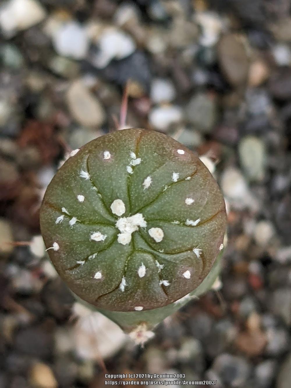 Photo of the seedling or young plant of Texas Star Cactus (Astrophytum ...