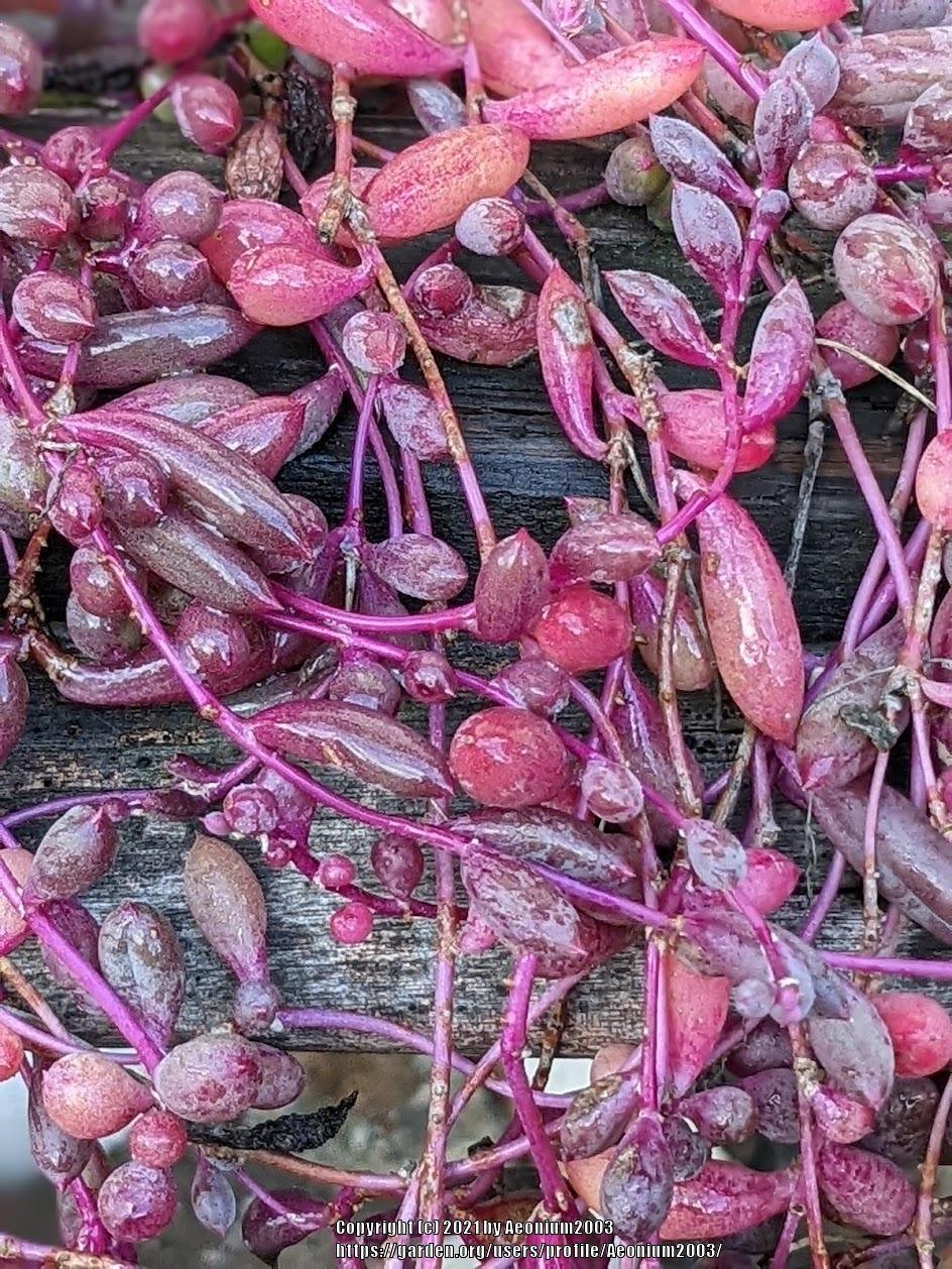 Photo of the winter interest of String of Pickles (Crassothonna ...
