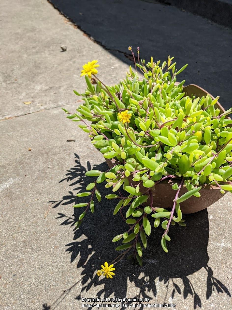 Photo of the entire plant of String of Pickles (Crassothonna capensis ...