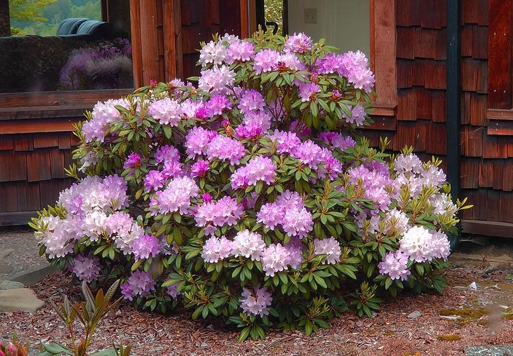 Rhododendron 'Lavender Haze' in the Rhododendrons Database - Garden.org