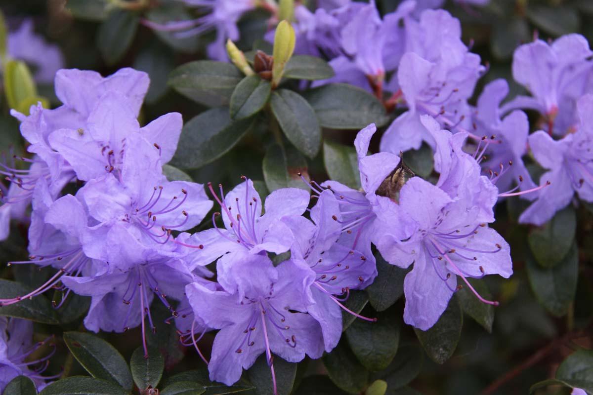 Rhododendron 'Bluebird' in the Rhododendrons Database - Garden.org