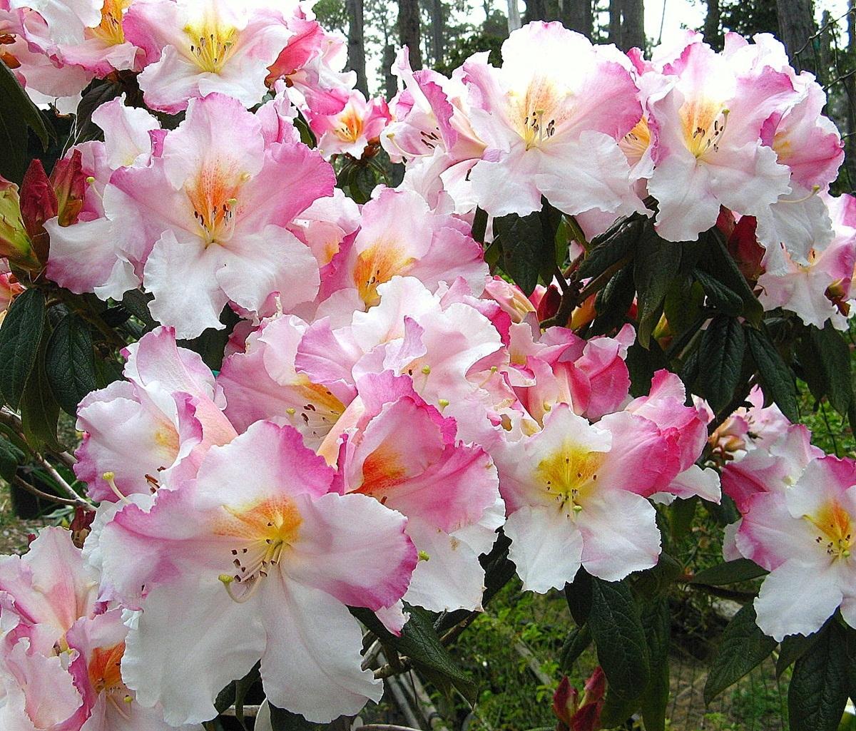 Rhododendron 'Fragrantissimum Improved' in the Rhododendrons Database ...