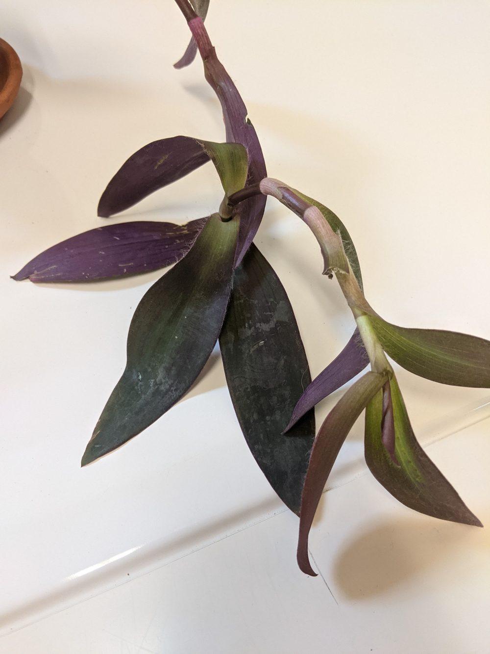 Is this a variety of Tradescantia? in the Houseplants forum - Garden.org