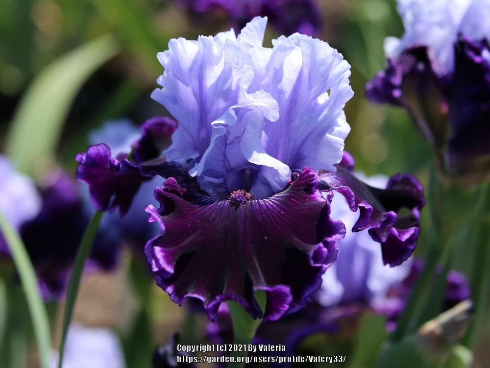 Tall Bearded Iris (Iris 'Wicked Good') in the Irises Database - Garden.org